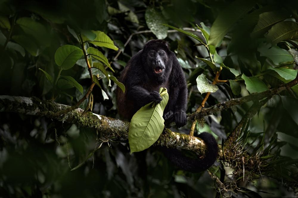 Parchi nazionali - Visitare la Costa Rica - Esplorare vulcani, foreste ...